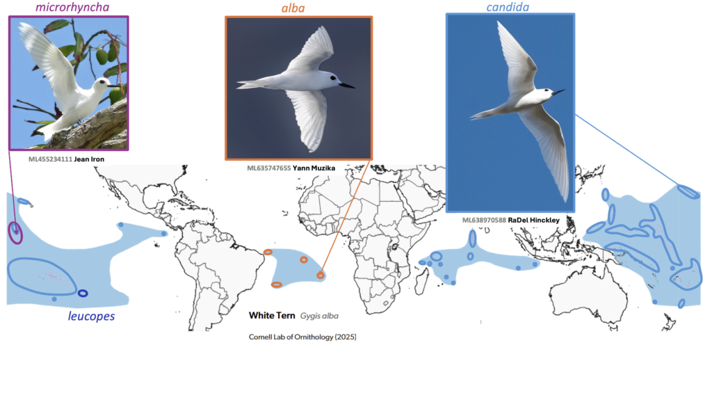 2025 eBird Taxonomy Update - eBird Science